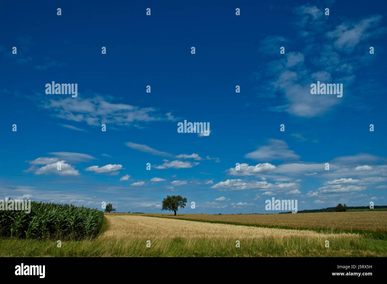 corridor tree agriculture farming field summer summerly grain corn far ...