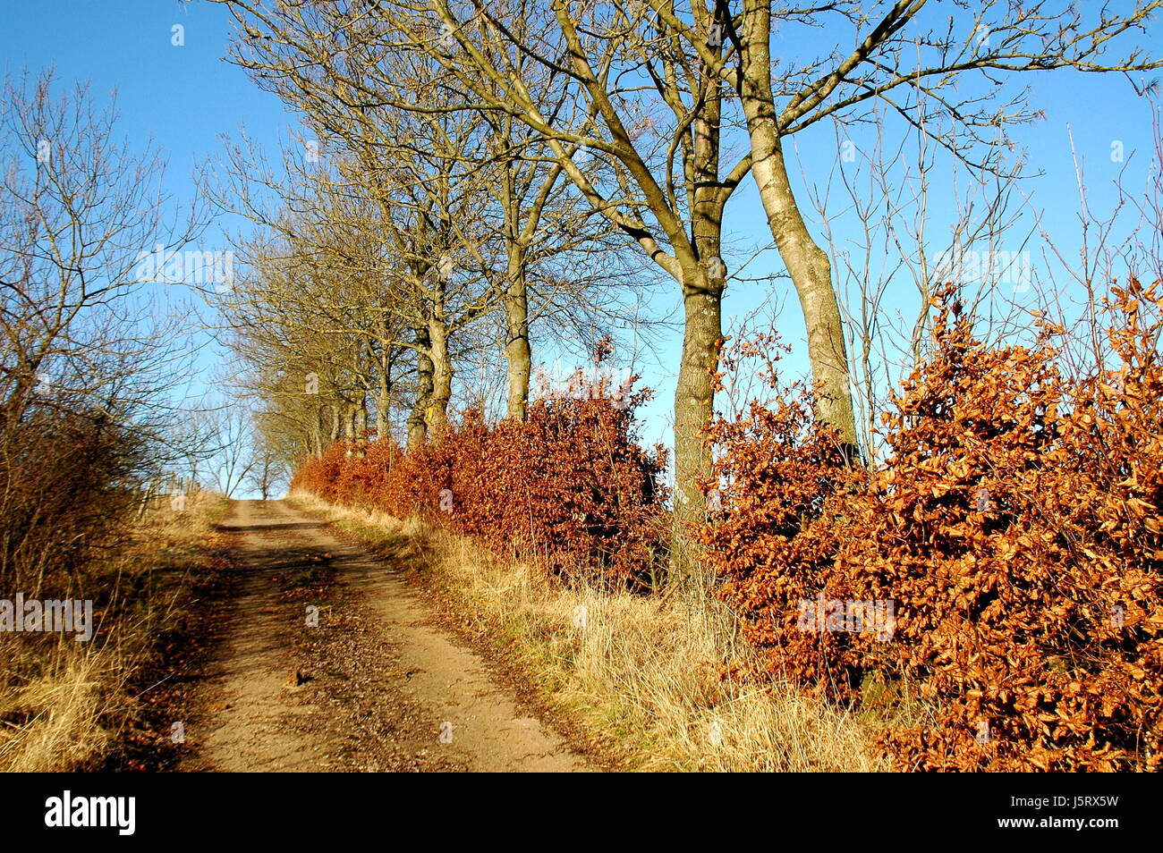 Beech hedge trees hi-res stock photography and images - Alamy