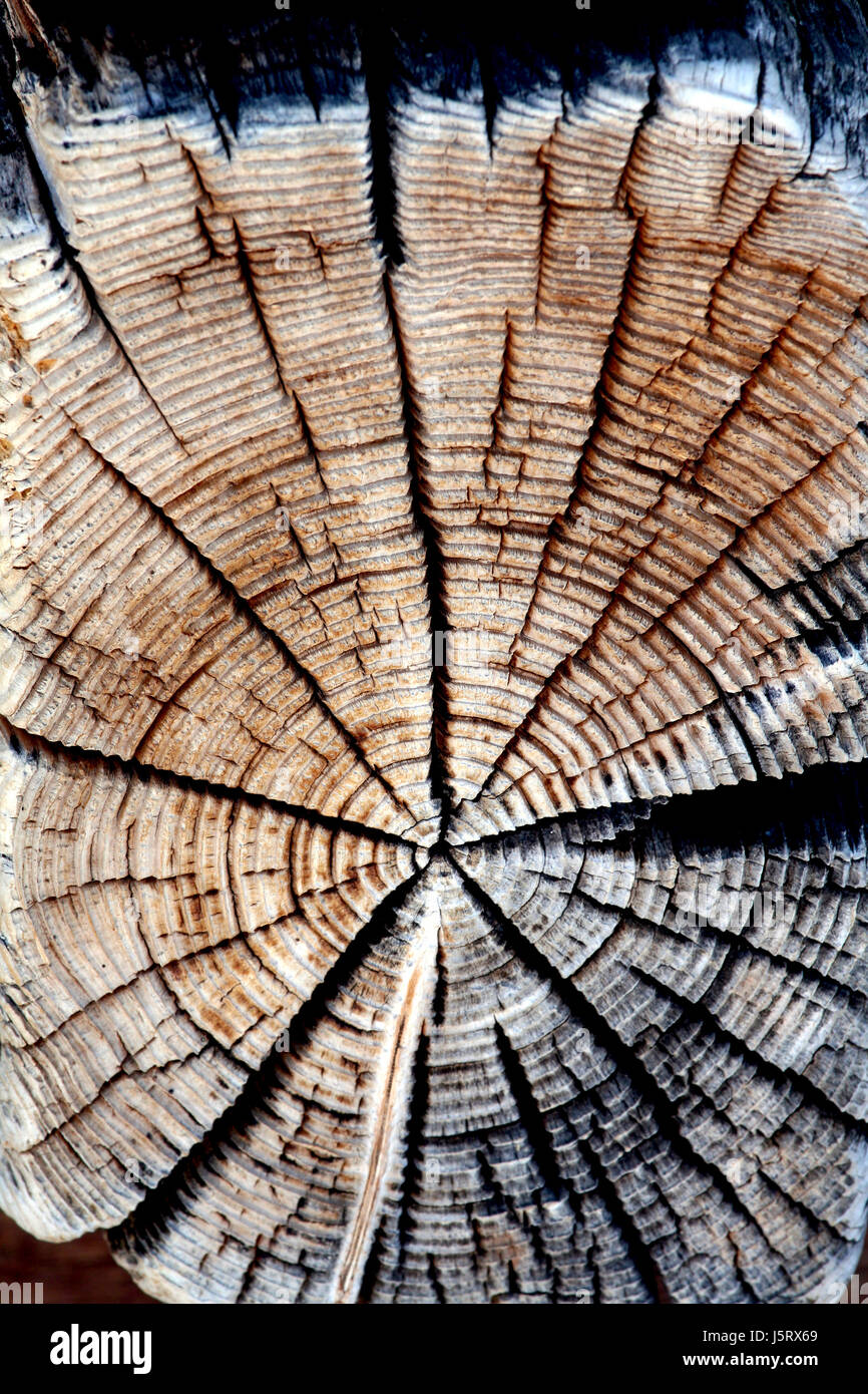 wood antique brown brownish brunette deciduous tree branch natural ...