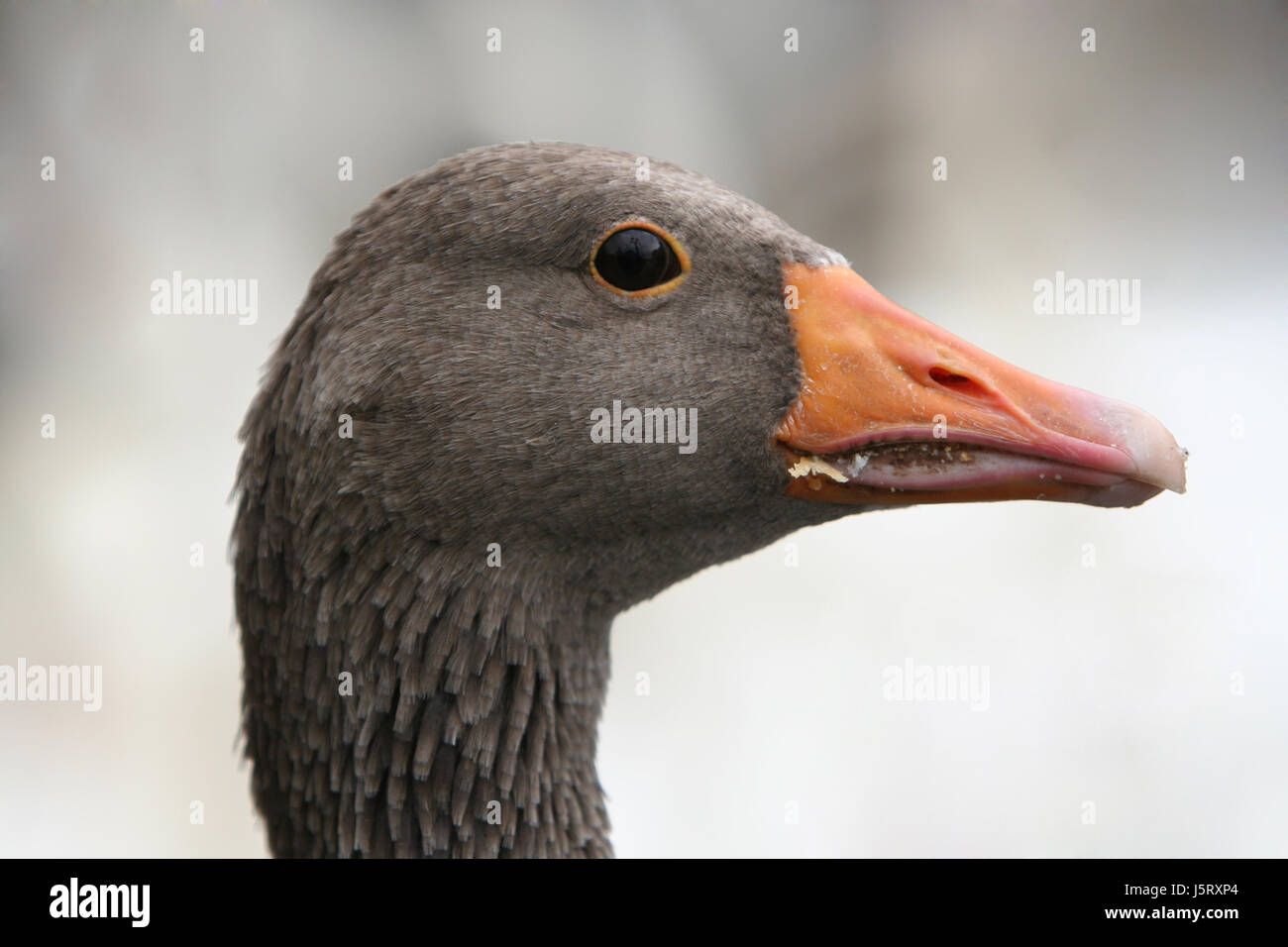 pet bird brown brownish brunette curious nosey nosy portrait birds beak ...