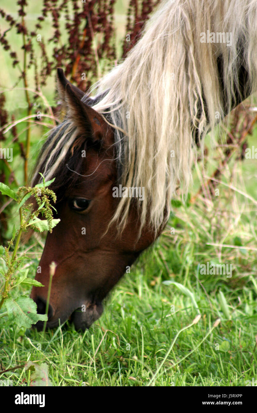 Lewitzer pony hi-res stock photography and images - Alamy