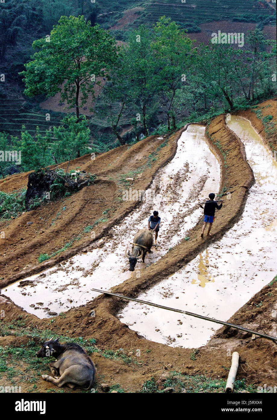 rice terrace in asia Stock Photo - Alamy