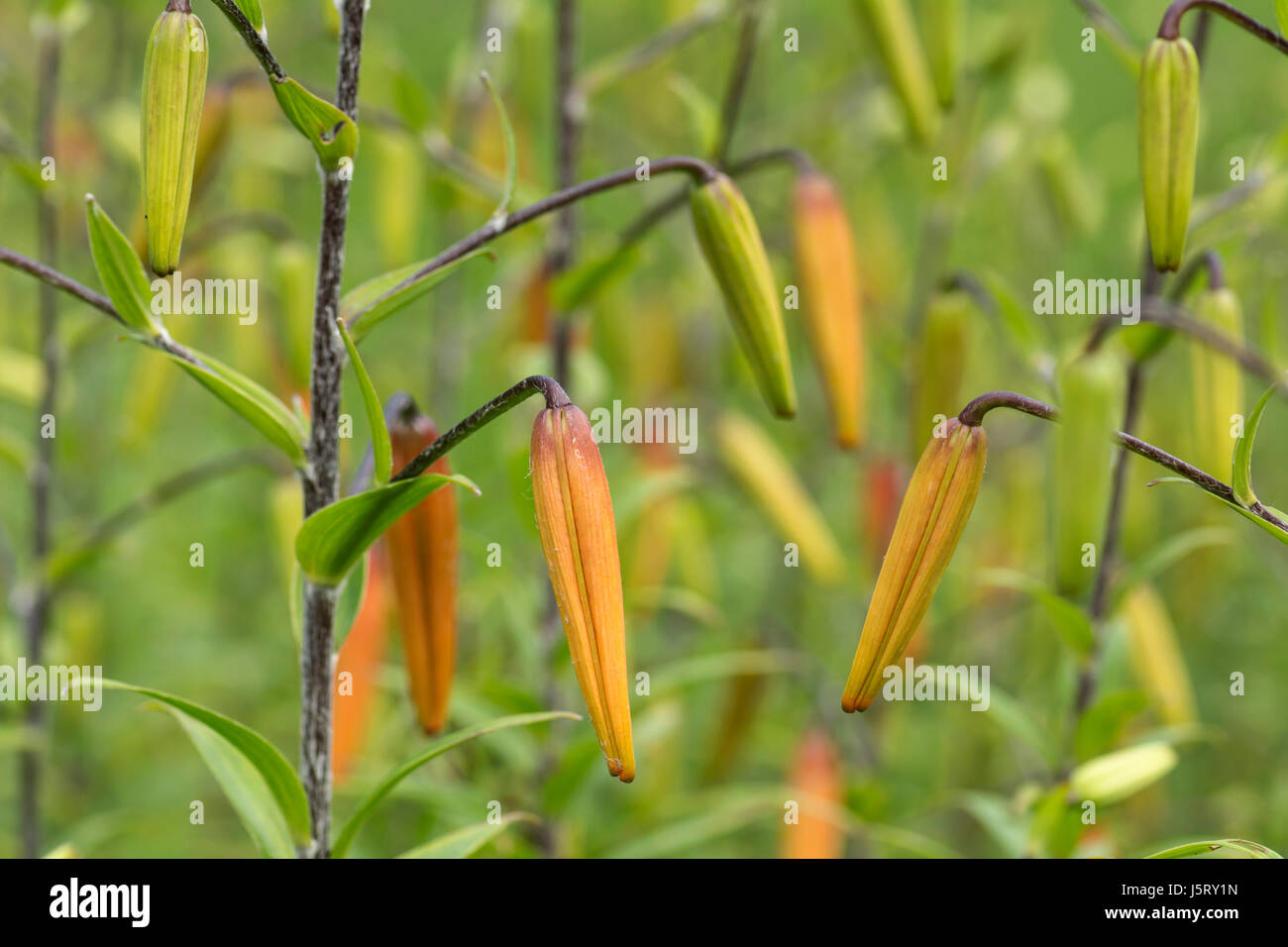 Lily, Tiger lily, Lilium lancifolium, Forest form, Unopened buds ...
