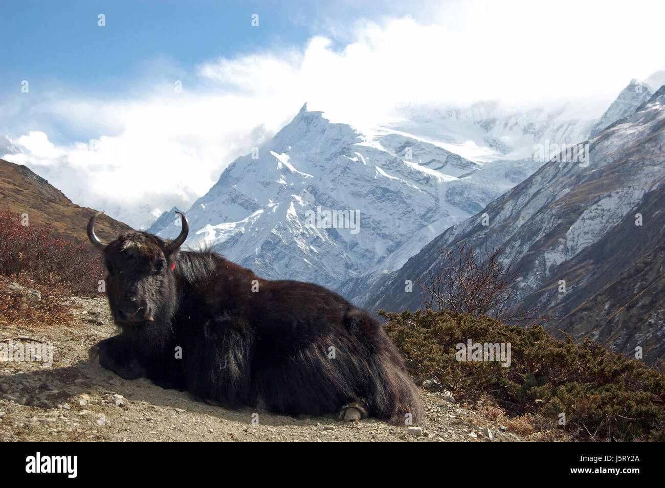 yak - himalaya Stock Photo - Alamy