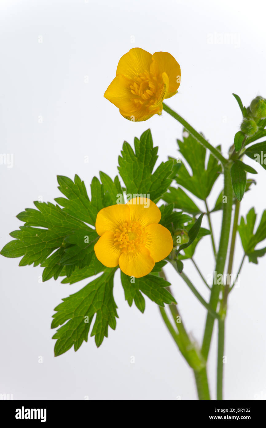 Buttercups Ranunculus acris cutout portrait Stock Photo - Alamy