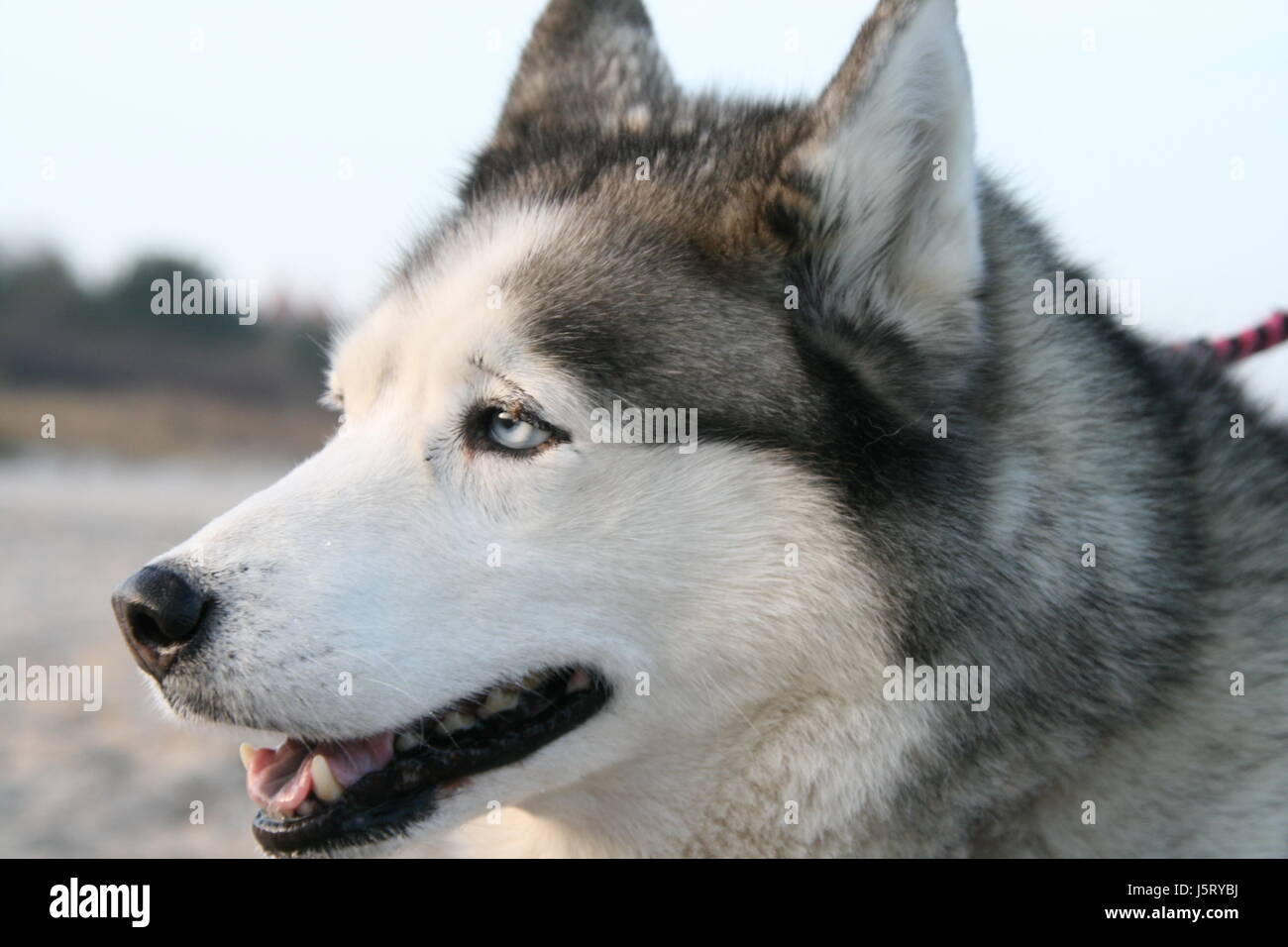 profile teeth tongue eyes dog slaver hunting chase head husky husky ...