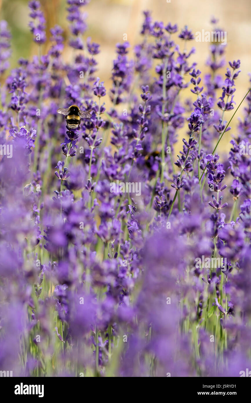 Lavender, Lavandula, White-tailed Bumble bee, Bombus lucorum ...