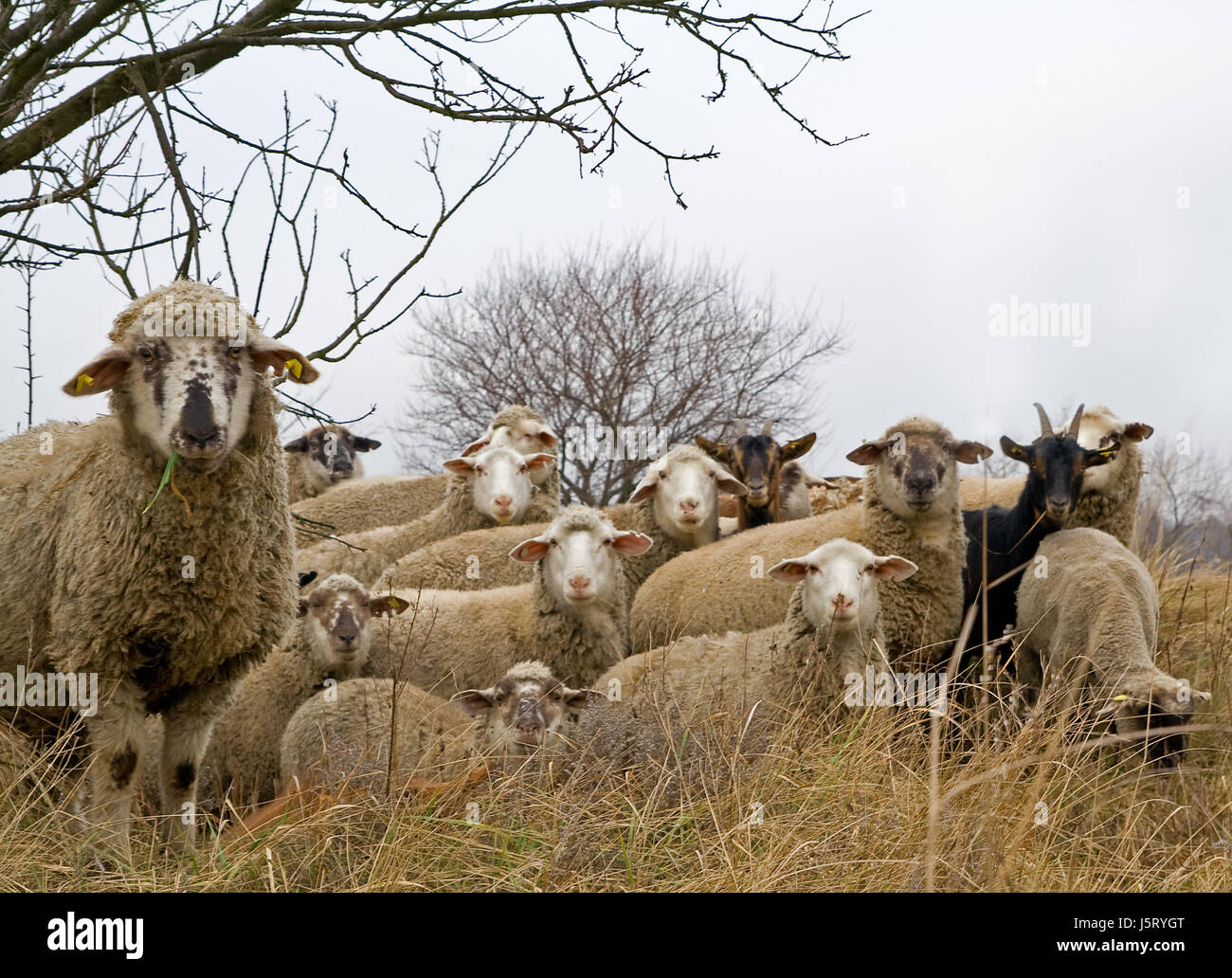 animals,wool,herd,bulks,sheep (pl.),faces,hoofed animal,blend,many ...
