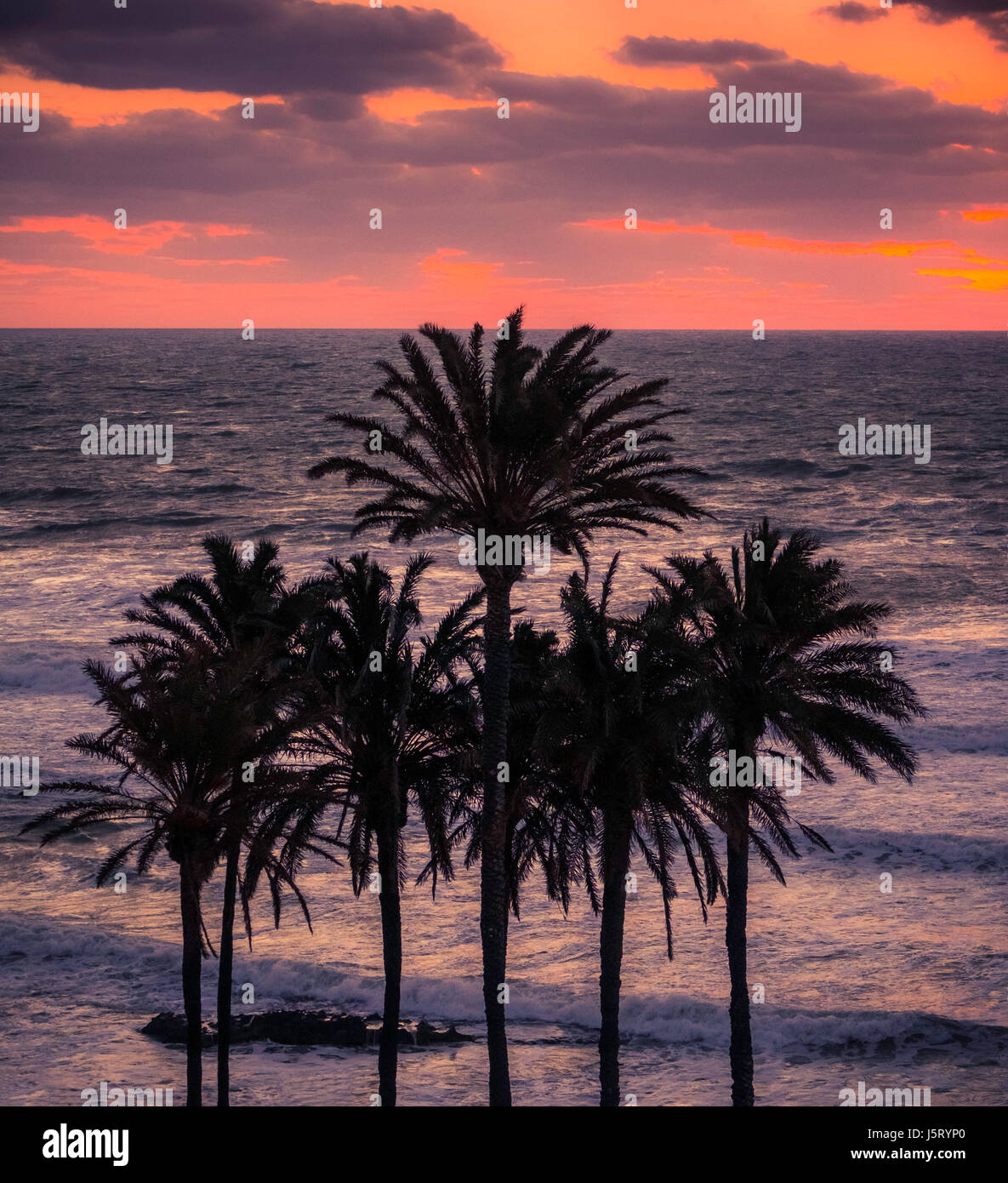 Sunrise Beach Palm Tree