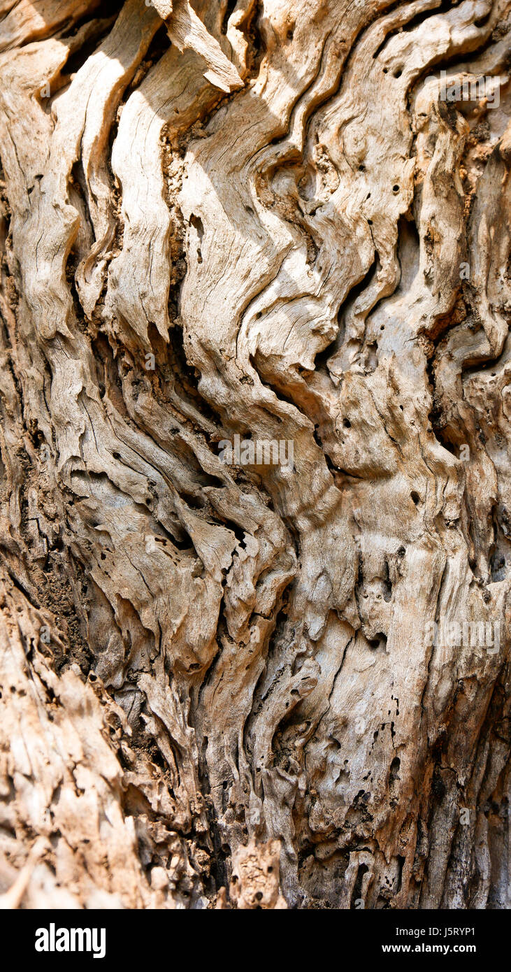 Macro detail of olive trees, typical Mediterranean tree Stock Photo - Alamy