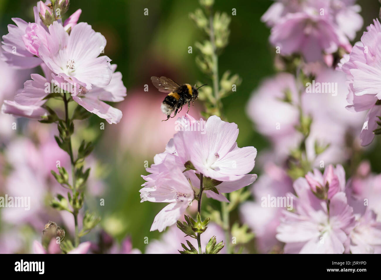 Prairie mallow, Sidalcea malviflora, White-tailed Bumble bee, Bombus ...