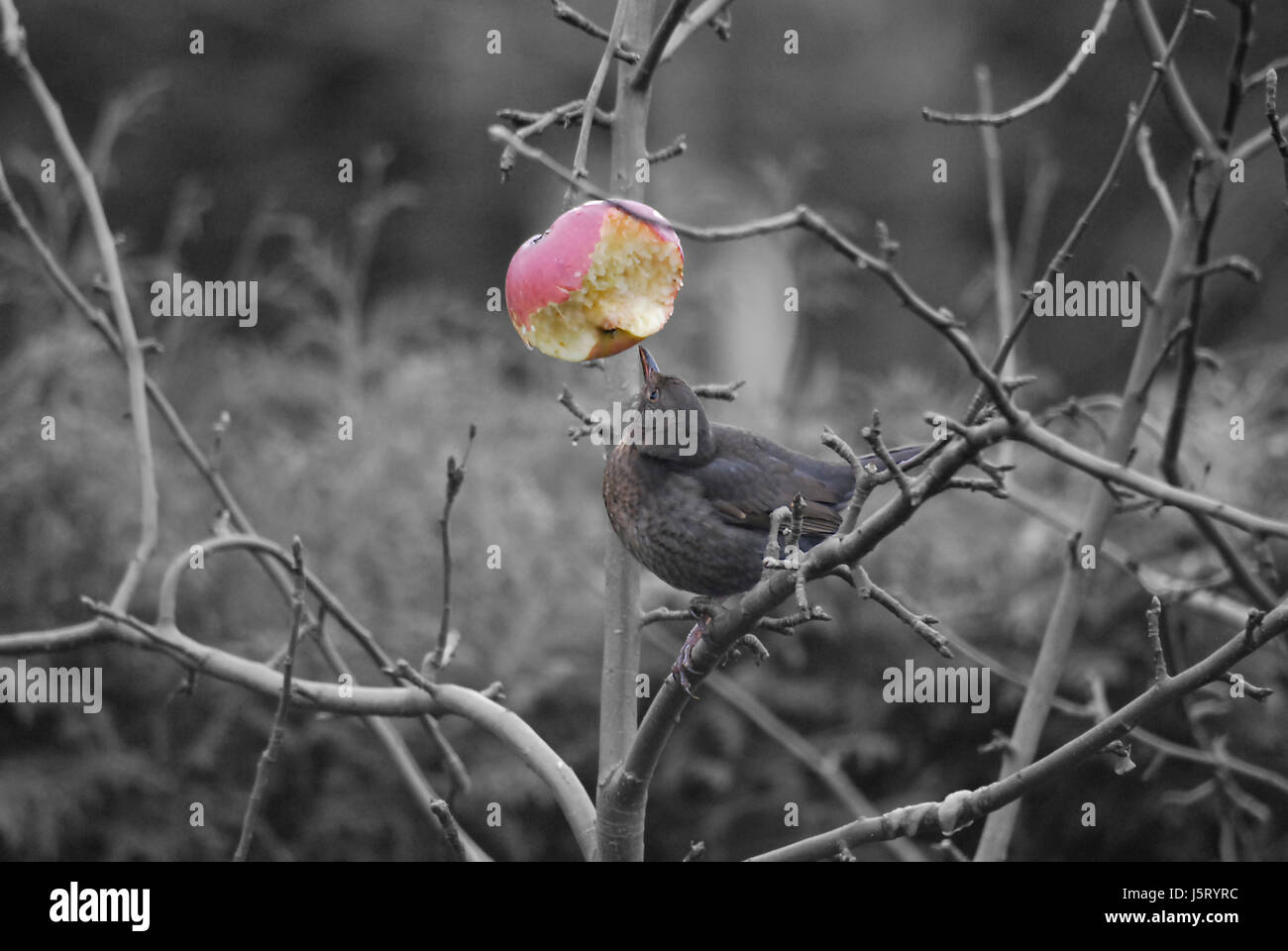 fodder tree winter bird wood hunger birds branches frost branch fruit ...