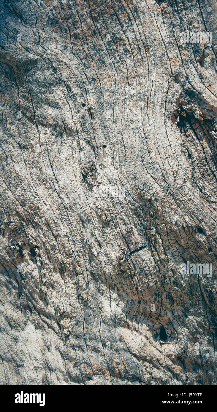 Olive tree pattern hi-res stock photography and images - Alamy