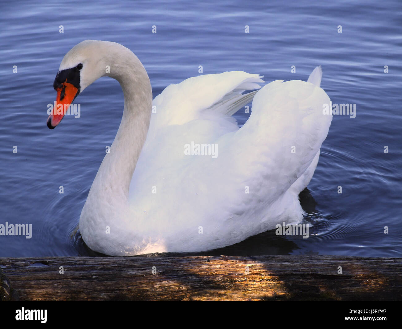 Noble birds hi-res stock photography and images - Alamy