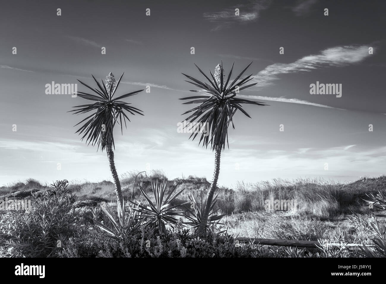 marbella nature reserve Stock Photo - Alamy