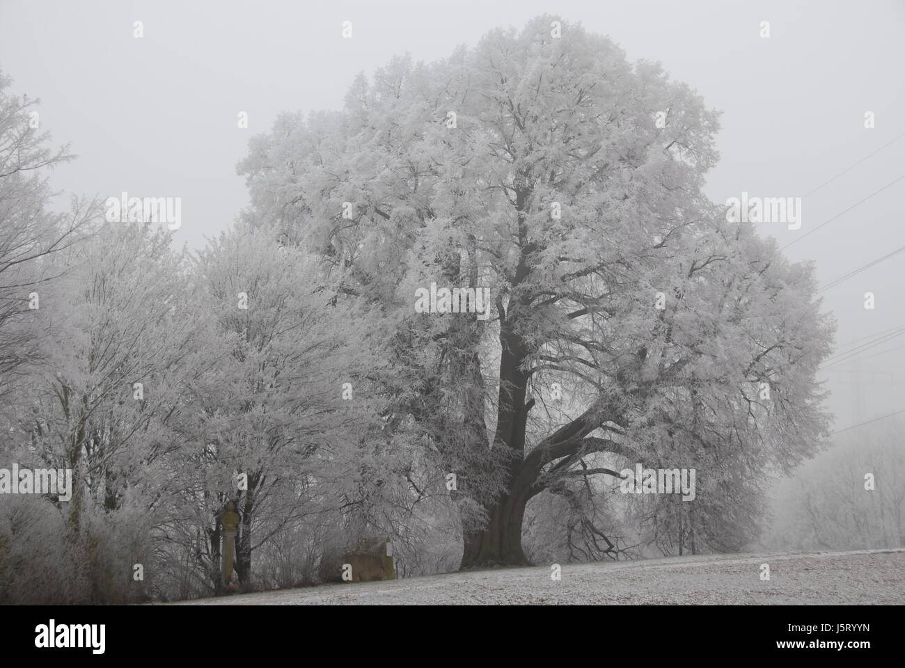 anna linde in winter3 Stock Photo - Alamy