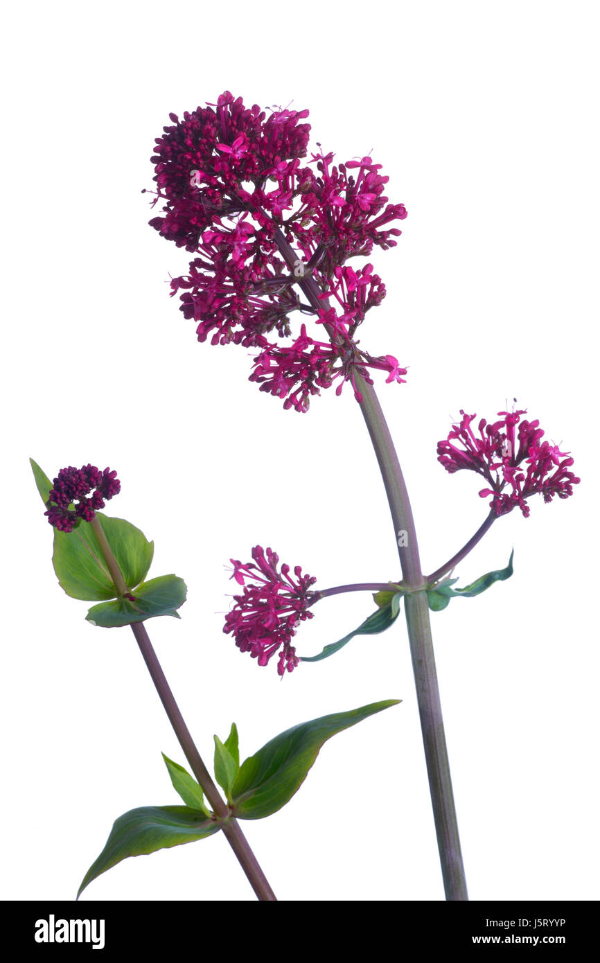 Red Valerian Centranthus ruber Stock Photo - Alamy