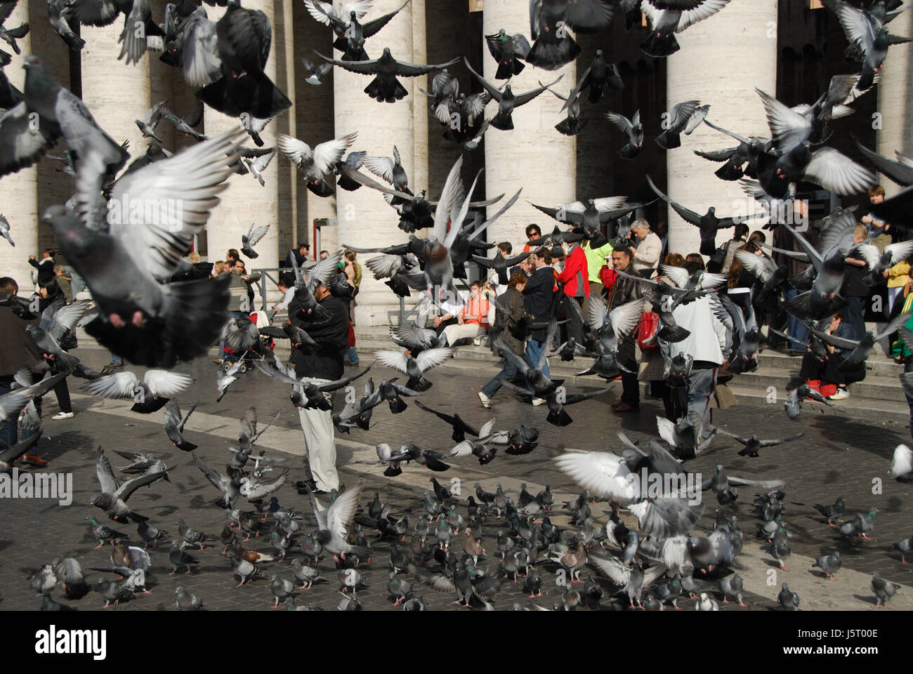 bird birds Rome roma pigeon vatican amount many lot fly flies flys ...