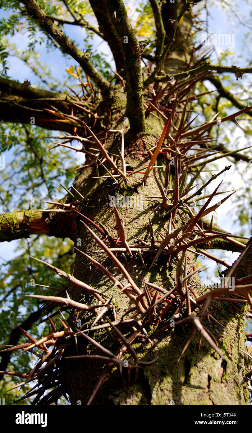 leaf tree leaves deciduous tree branches prickle thorns pointed long ...