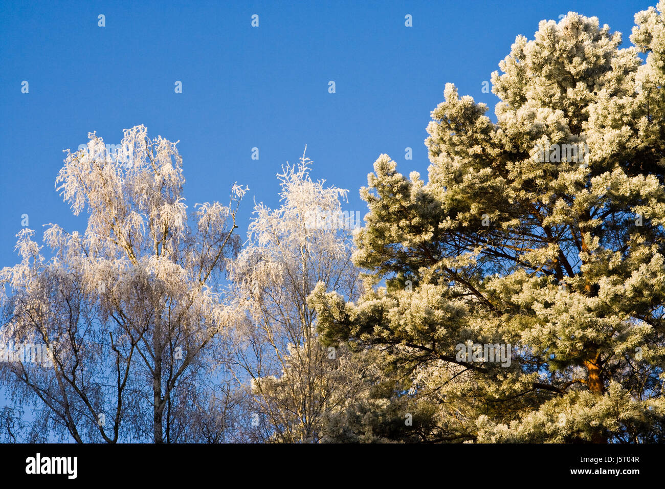 blue tree winter green cold pine ripe ice frost frozen hoarfrost ...