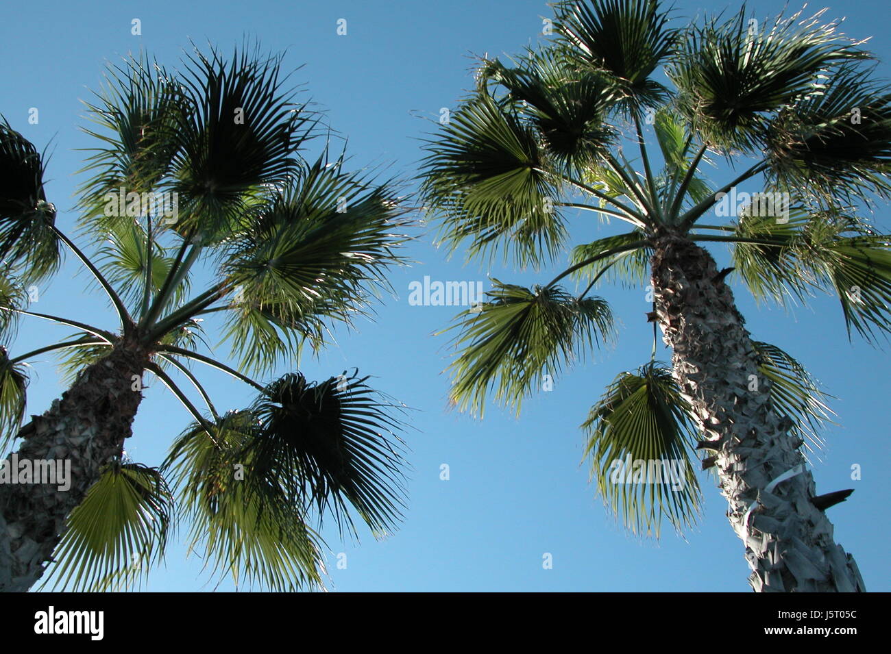under palm trees Stock Photo - Alamy