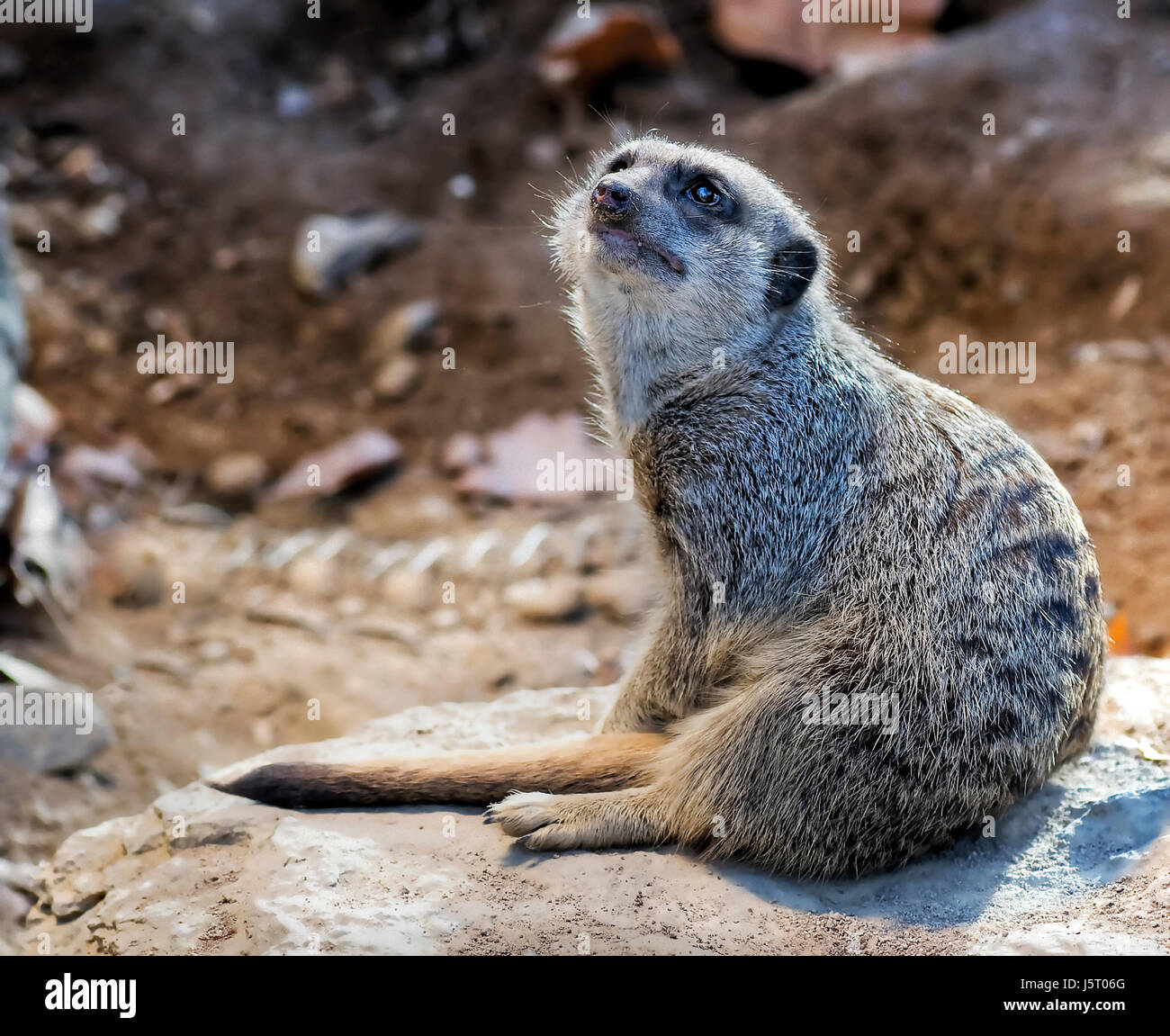 scrat - has anyone seen my nut Stock Photo - Alamy