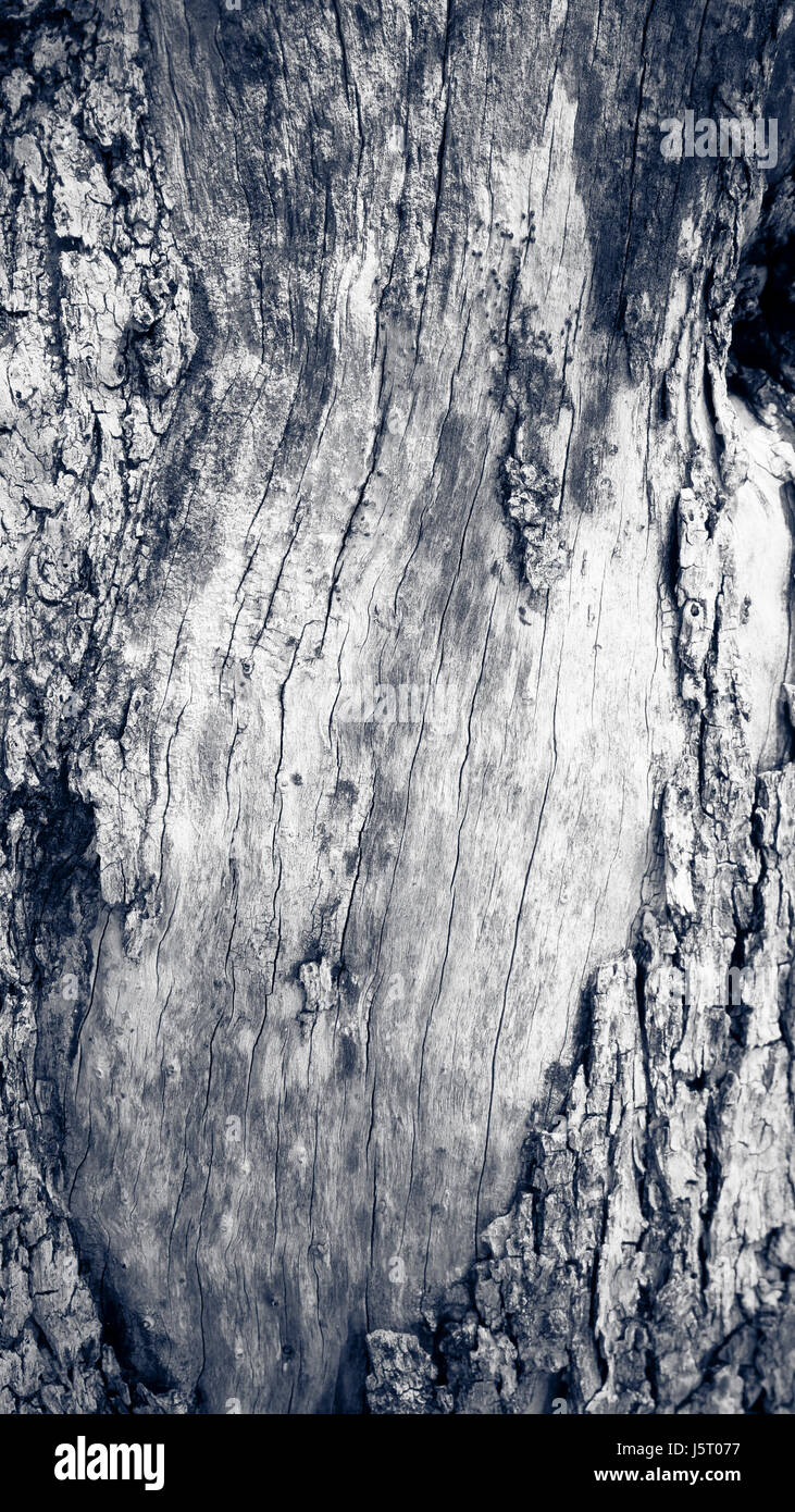 Macro of a bark of olive tree, Nature Stock Photo - Alamy