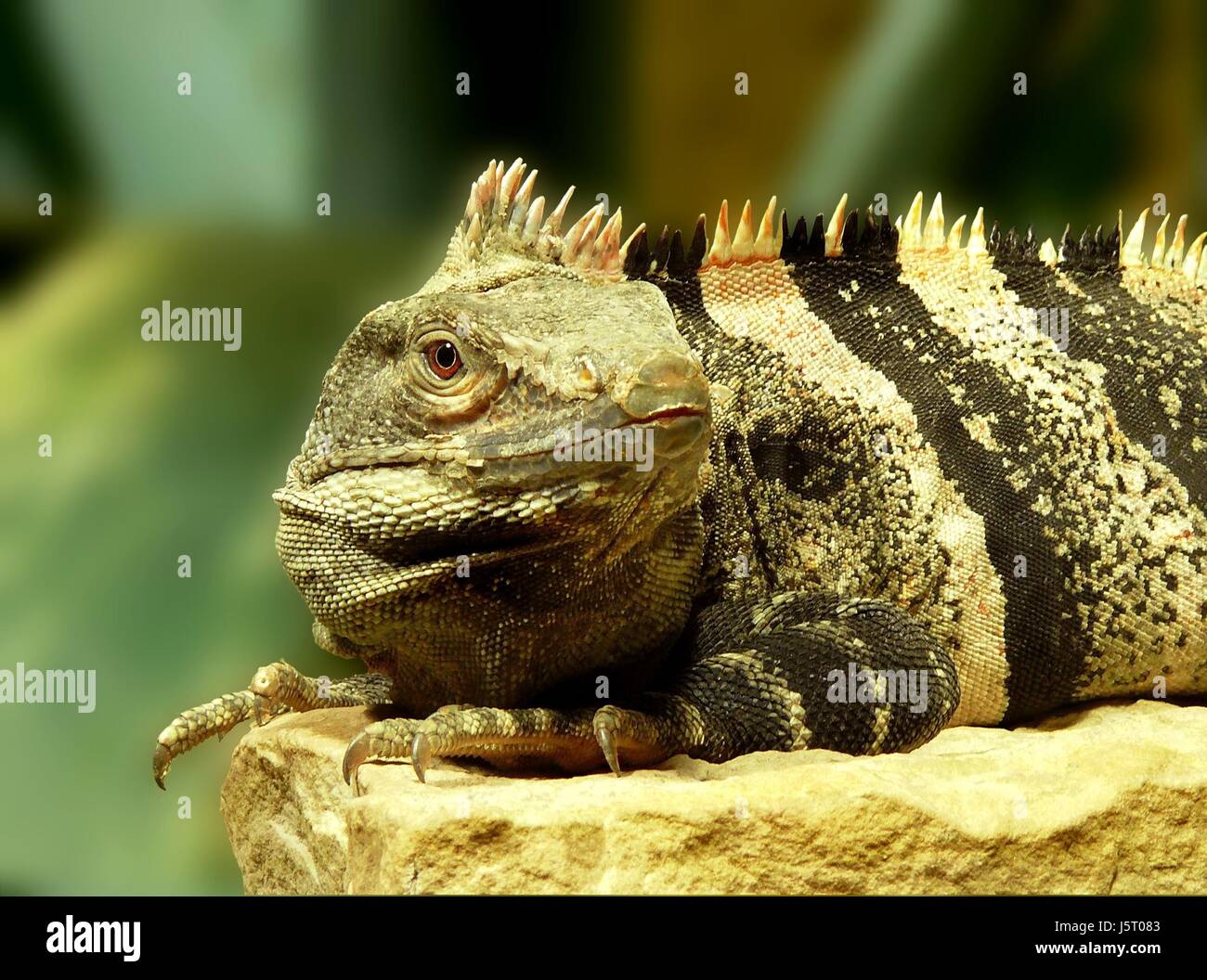 reptile amphibian saurian eye organ zoo hovel exotic iguana terrarium ...