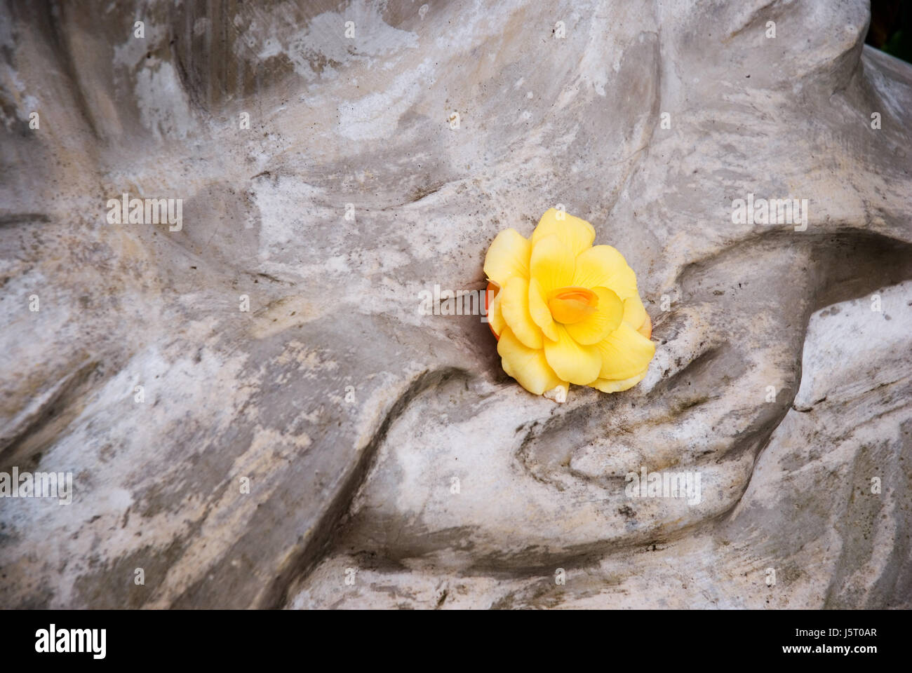hand hands religion relaxation flower plant bloom blossom flourish ...