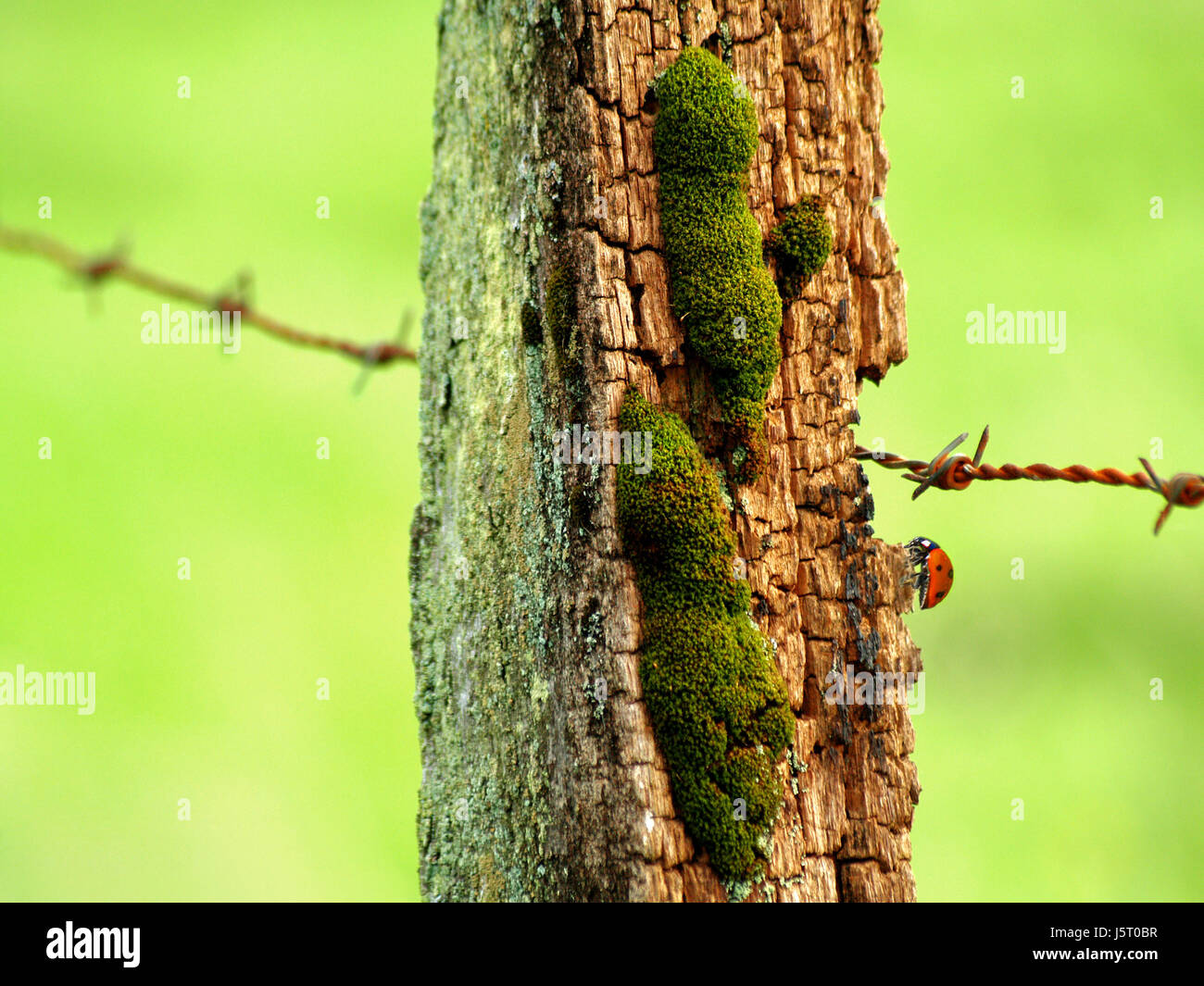detail creature rise climb climbing ascend uphill tread clamber nature ...