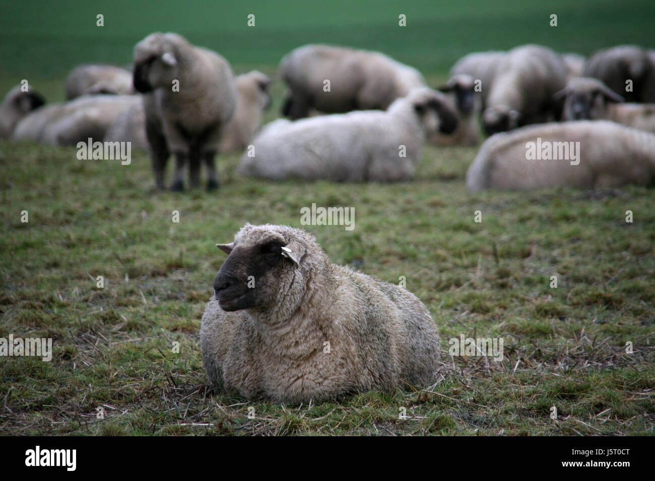 mammal sheep farming wool mammals herd farm animal flock of sheep sheep ...