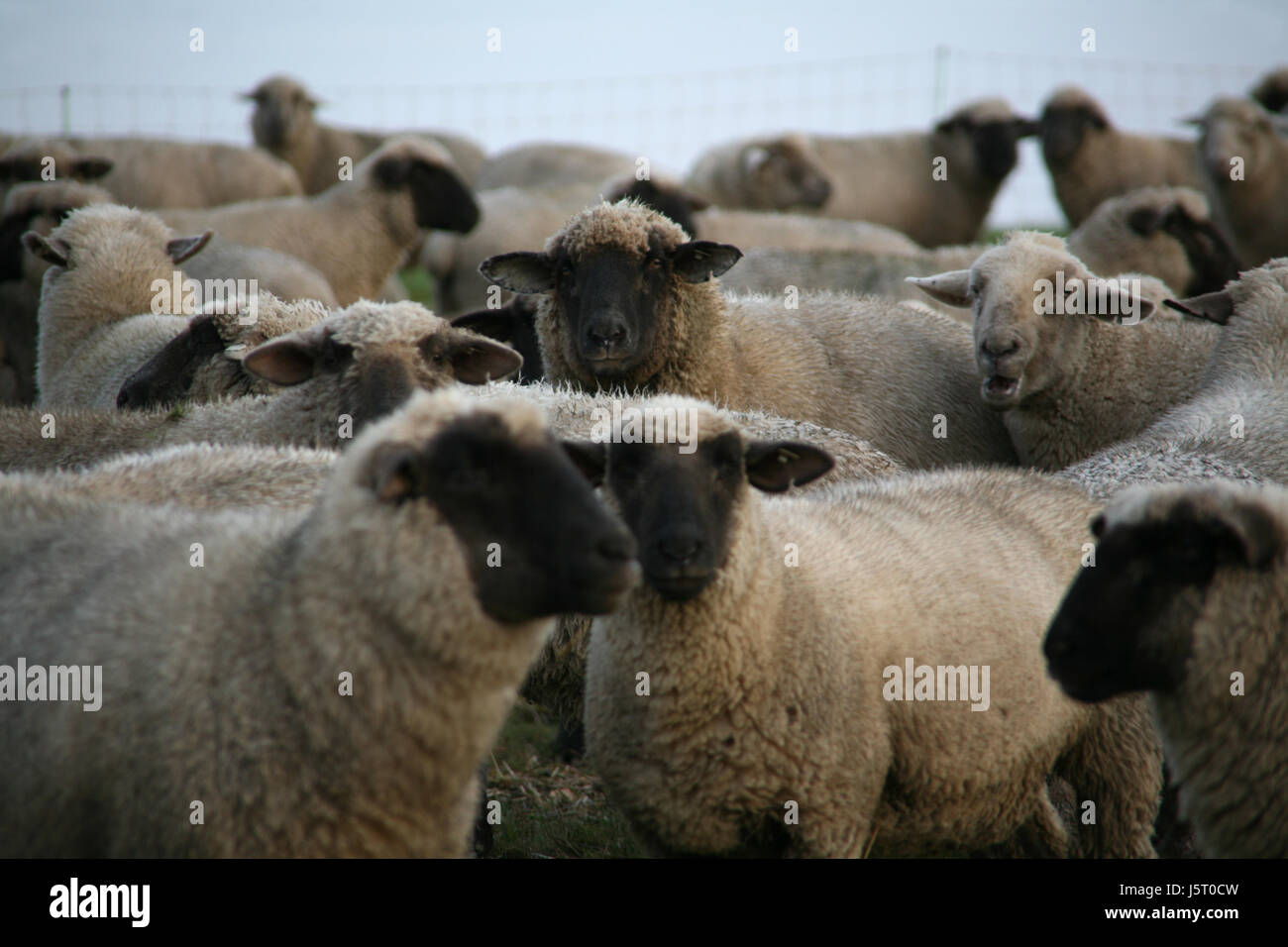mammal sheep farming wool mammals herd farm animal flock of sheep sheep ...