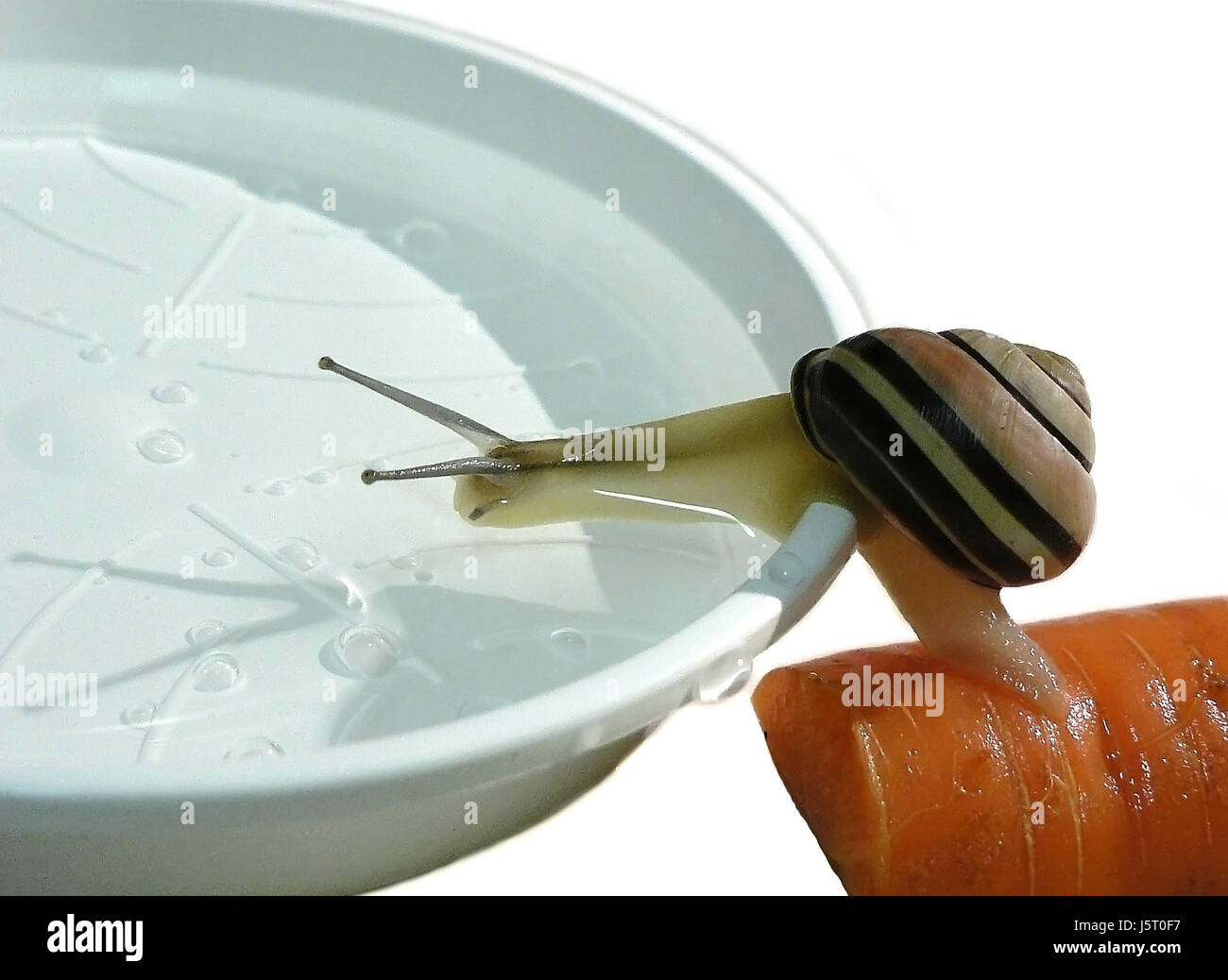 snail dive bowl carrot slime water swimming swiming swim swims to do ...