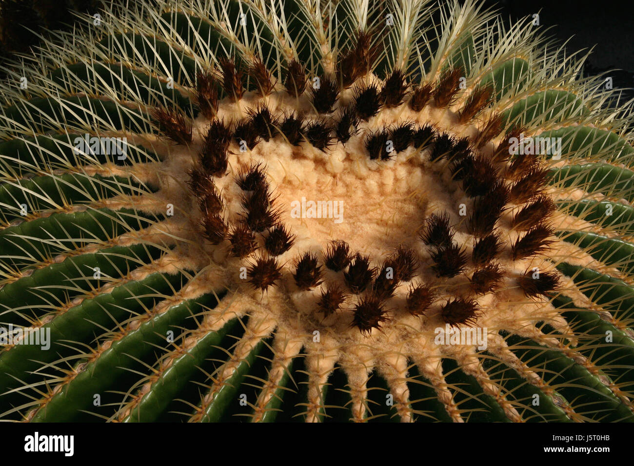 Igelkaktus hi-res stock photography and images - Alamy