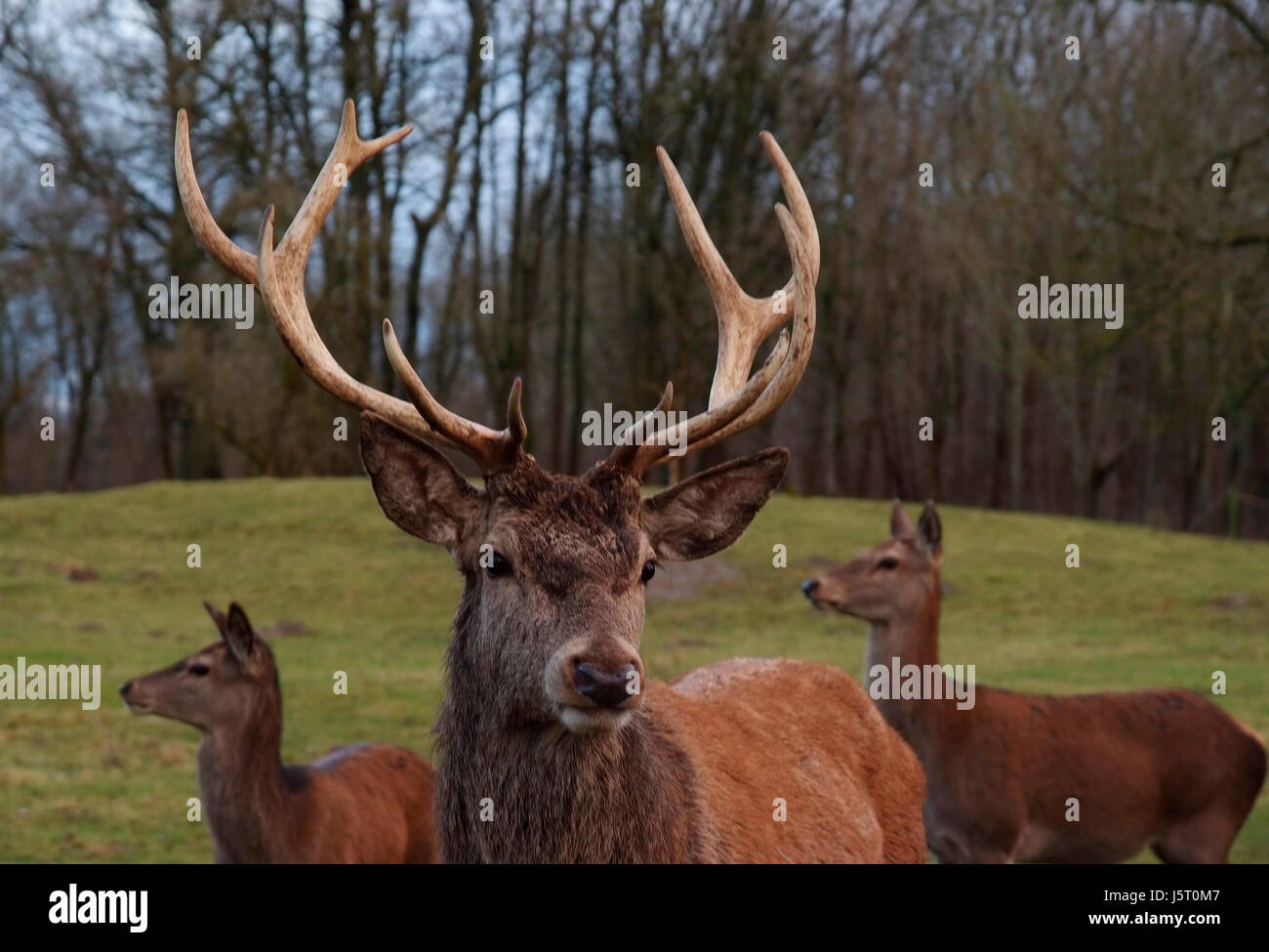 wild leader captain chieftain chief boss manager superior deer deer ...