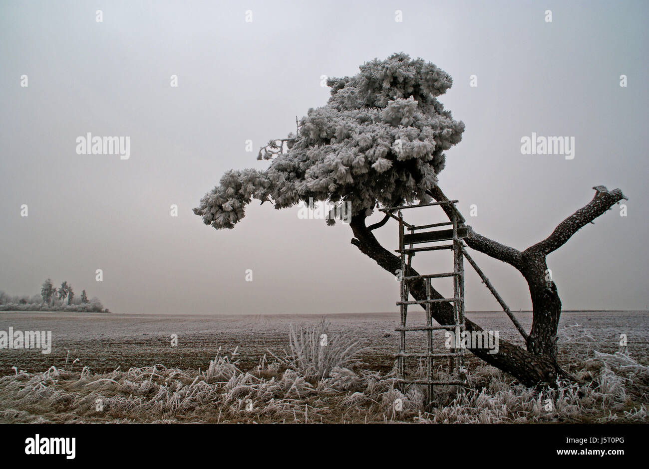 tree winter cold agriculture farming field frost fields meadows conifer ...