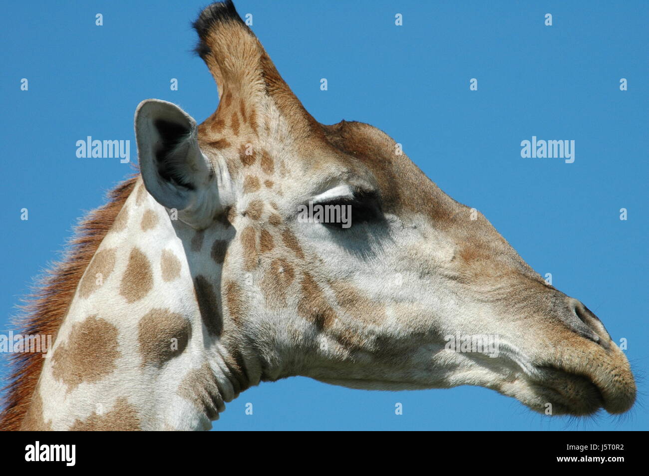 profile animal africa namibia giraffe design shaping formation shape ...