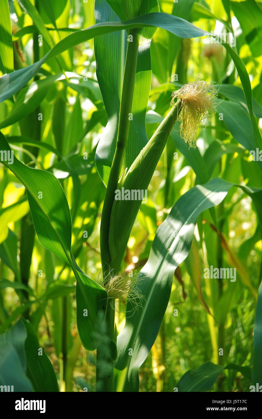 female plant agriculture farming grain fruit thread photography photo ...