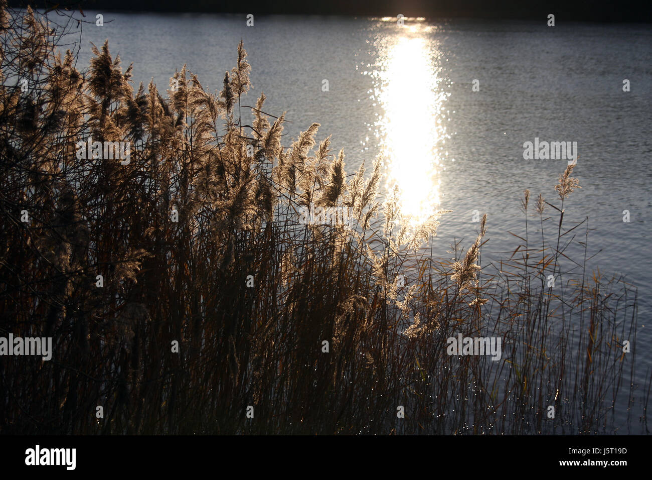 symbolic winter green reed grasses counter-light biotop symbol picture ...