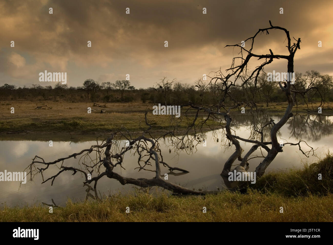 waterhole at sabie sand game reserve Stock Photo - Alamy