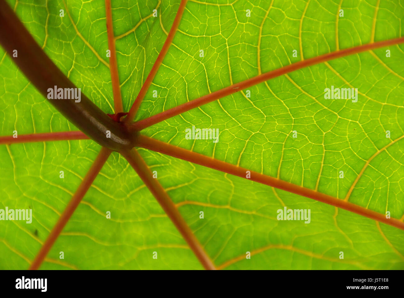 miracle tree 06 Stock Photo - Alamy
