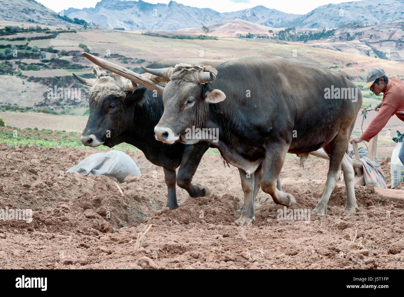Oxen plowing a field hi-res stock photography and images - Alamy
