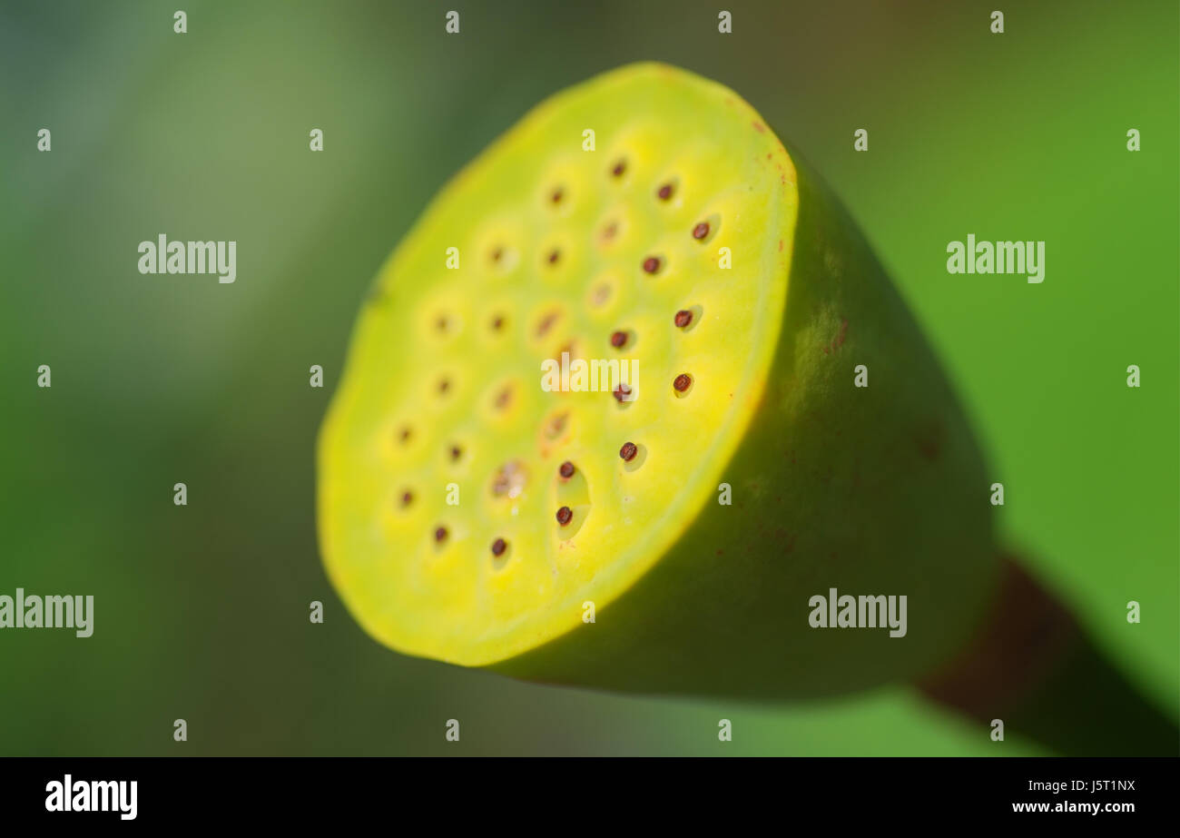 Lotus seed capsule hi-res stock photography and images - Alamy