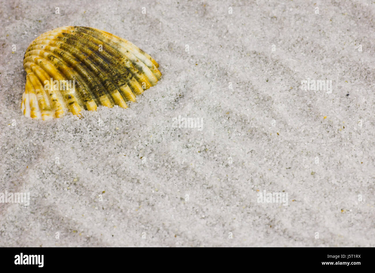 studio photography beach seaside the beach seashore shell lie lying ...