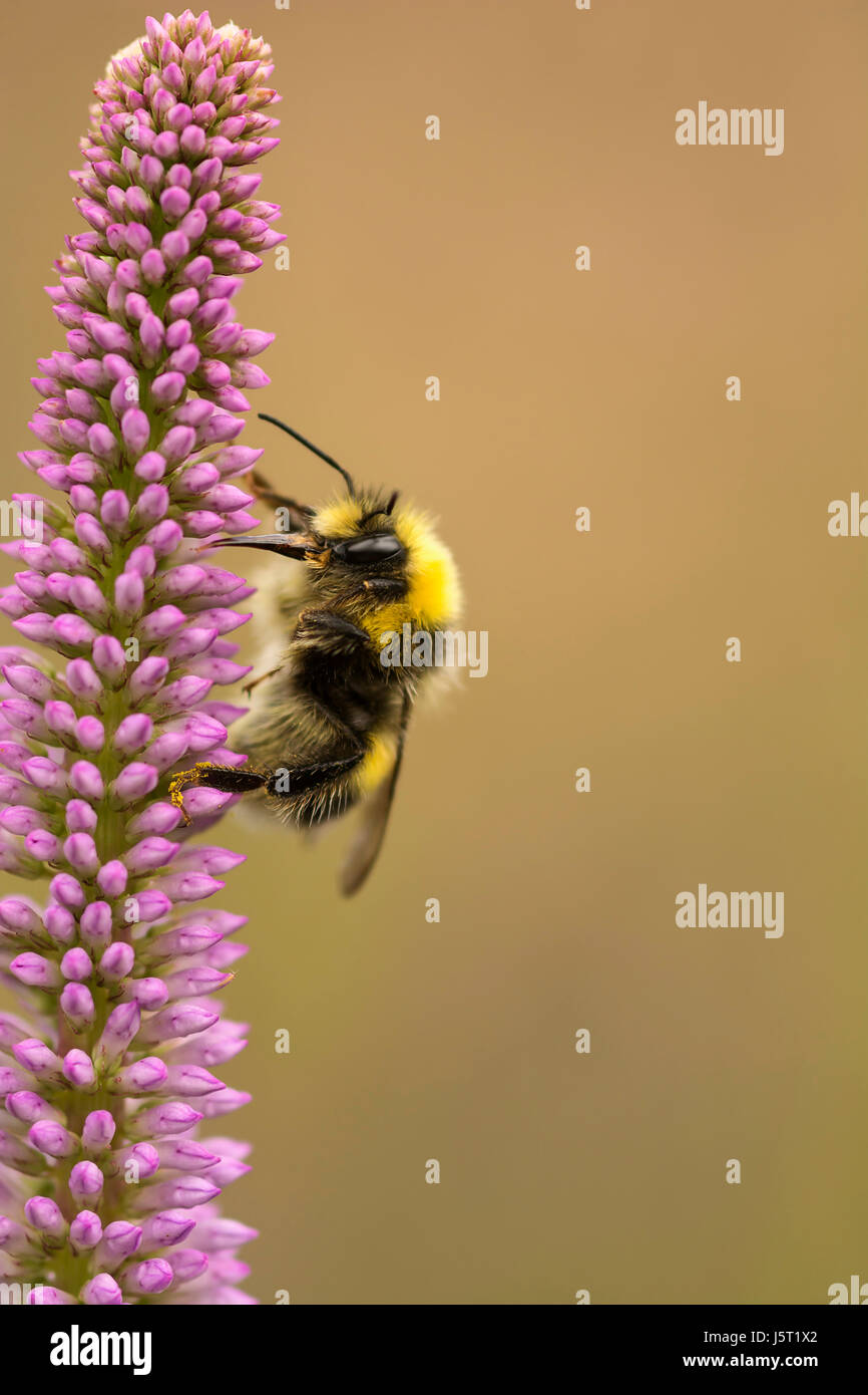Culver's root, Veronicastrum sibiricum, White-tailed Bumble bee Bombus ...