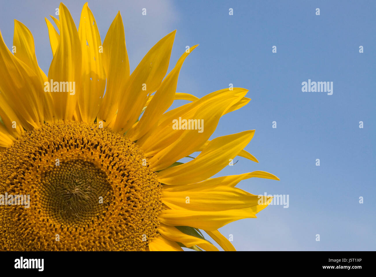 blue shine shines bright lucent light serene luminous flower plant ...
