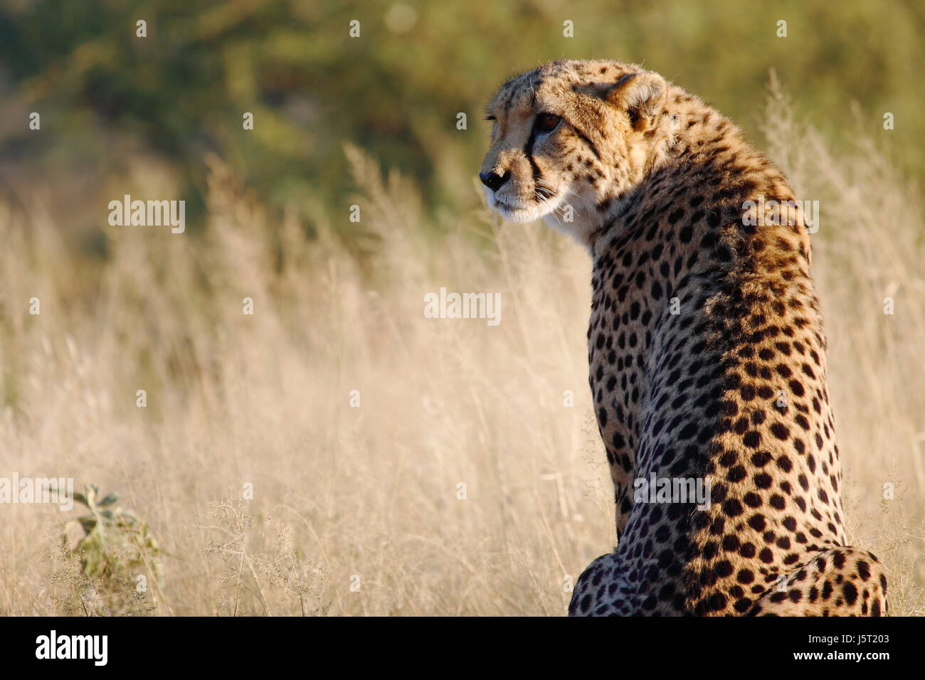 mammal fauna africa portrait big cat feline predator mammals predator ...
