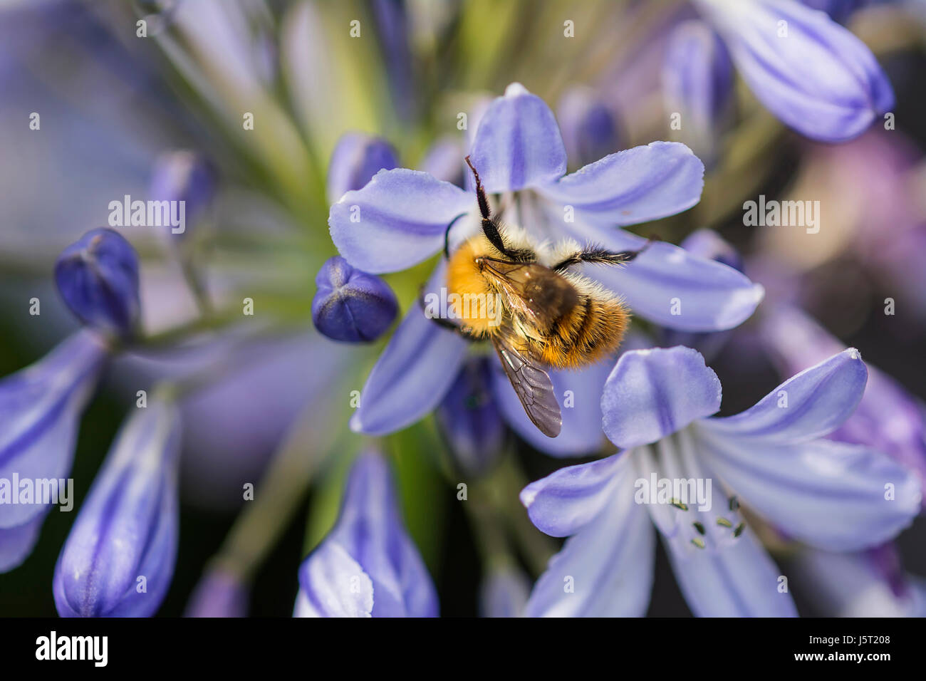 Agapanthus, Common carder bee Bombus pascorum pollinating blue African ...