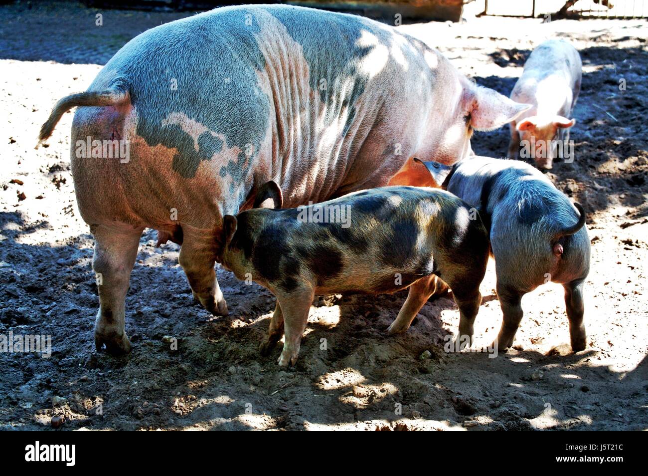 Swine family hi-res stock photography and images - Alamy