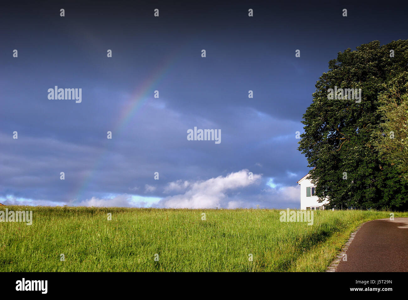 tree green leaves arc summer summerly rainbow juicy arcs path way ...